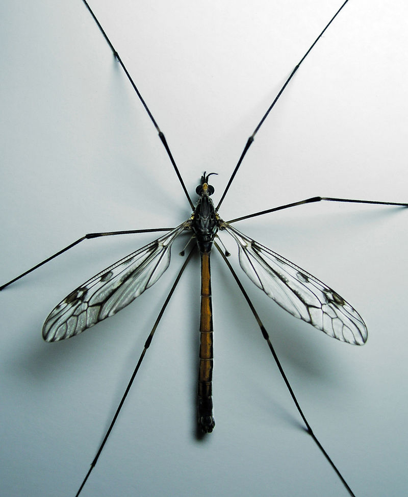 800px-CraneFly | JUST SMOGS® + Repair